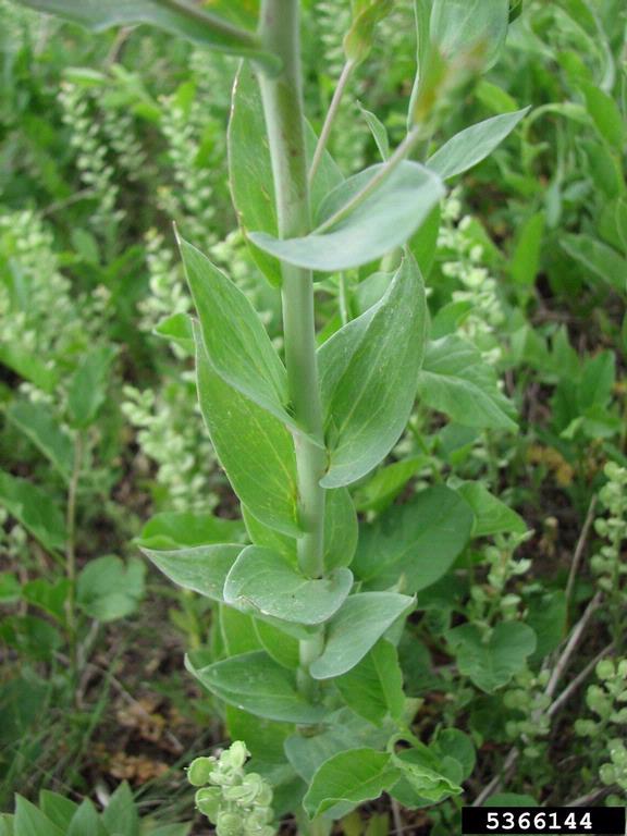 Dalmatian toadflax (Linaria dalmatica (L.) P. Mill.)