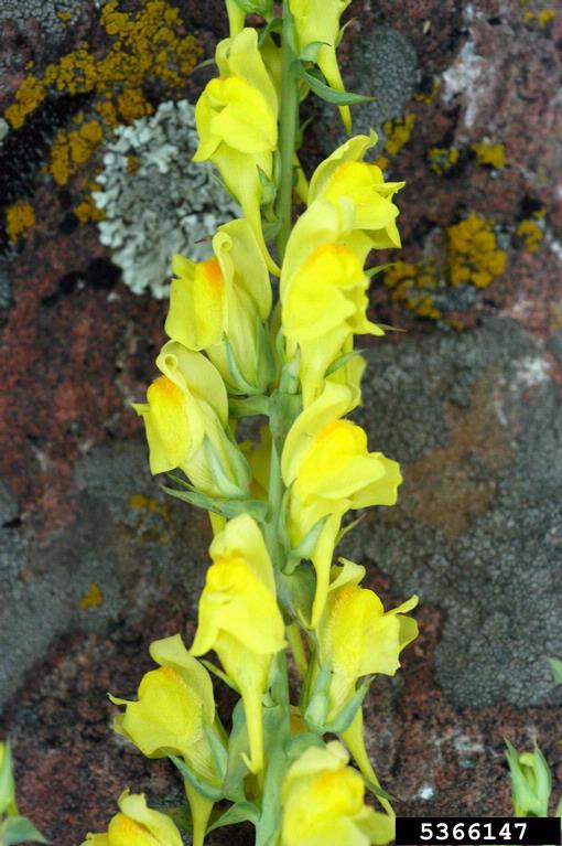 Dalmatian toadflax (Linaria dalmatica (L.) P. Mill.)