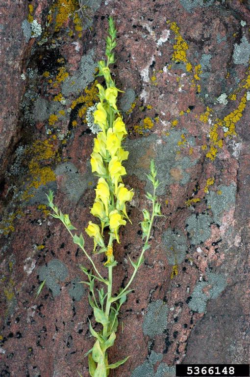 Dalmatian toadflax (Linaria dalmatica (L.) P. Mill.)
