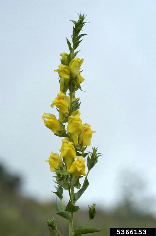 Dalmatian toadflax (Linaria dalmatica (L.) P. Mill.)