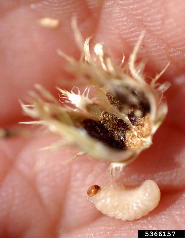 gall flies (Genus Urophora)