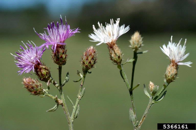 diffuse knapweed (Centaurea diffusa)