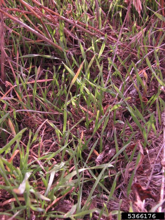 cheatgrass, downy brome (Bromus tectorum L.)