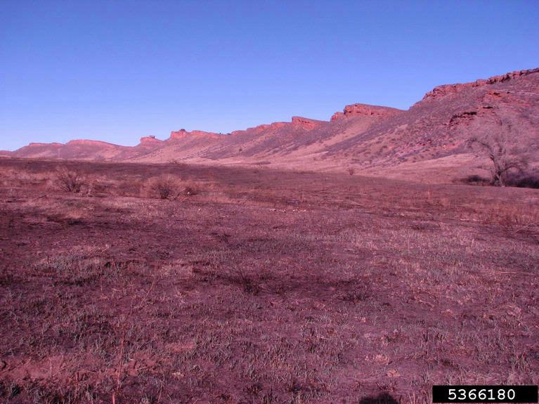 cheatgrass, downy brome (Bromus tectorum)