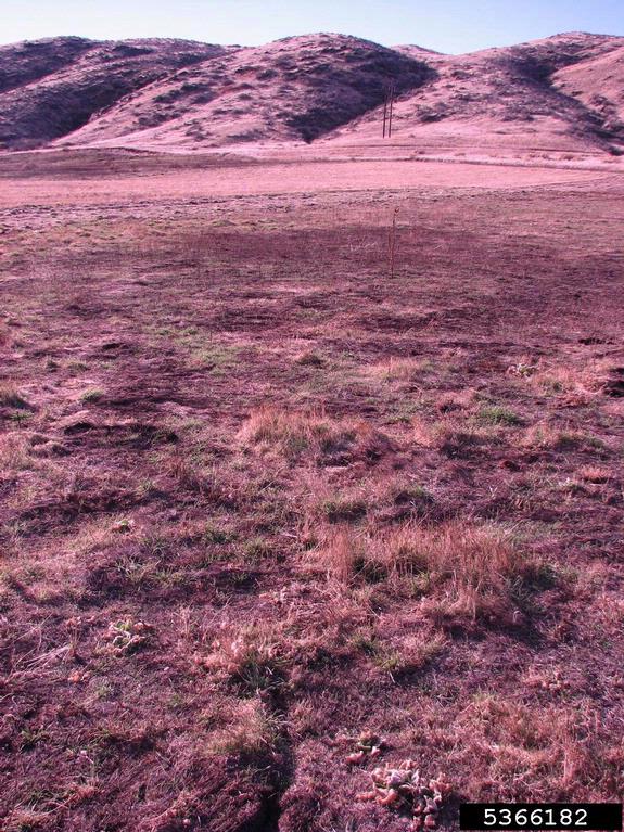 cheatgrass, downy brome (Bromus tectorum)