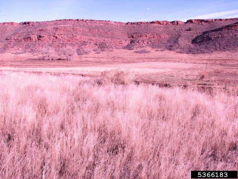 cheatgrass, downy brome (Bromus tectorum L.)