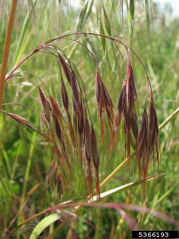 cheatgrass, downy brome (Bromus tectorum L.)