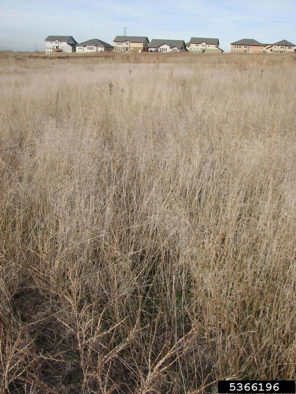 cheatgrass, downy brome (Bromus tectorum L.)