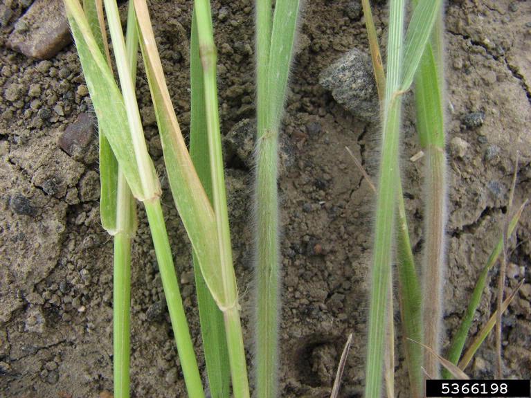 cheatgrass, downy brome (Bromus tectorum)