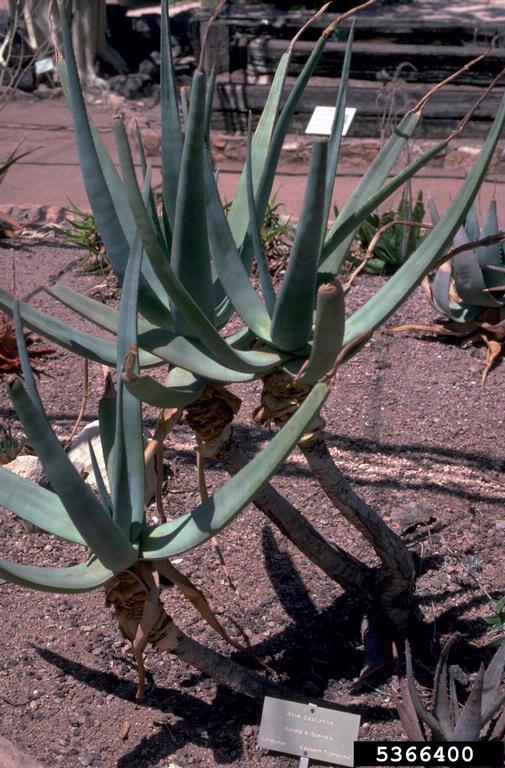 aloe (Genus Aloe L.)
