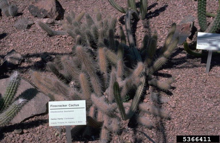 firecracker cactus (Cleistocactus baumannii)