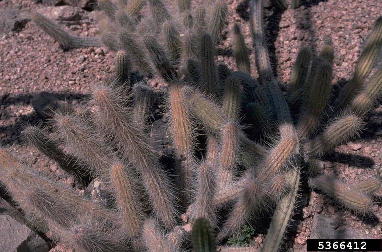 firecracker cactus (Cleistocactus baumannii (Lem.) Lem.)