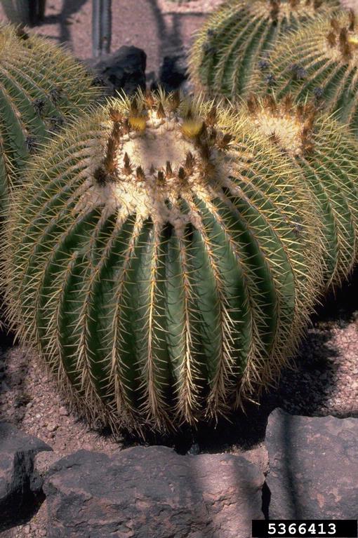 barrel cactus (Genus Ferocactus Britt. & Rose)