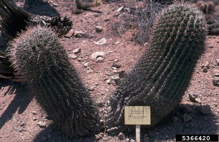 barrel cactus (Genus Ferocactus)