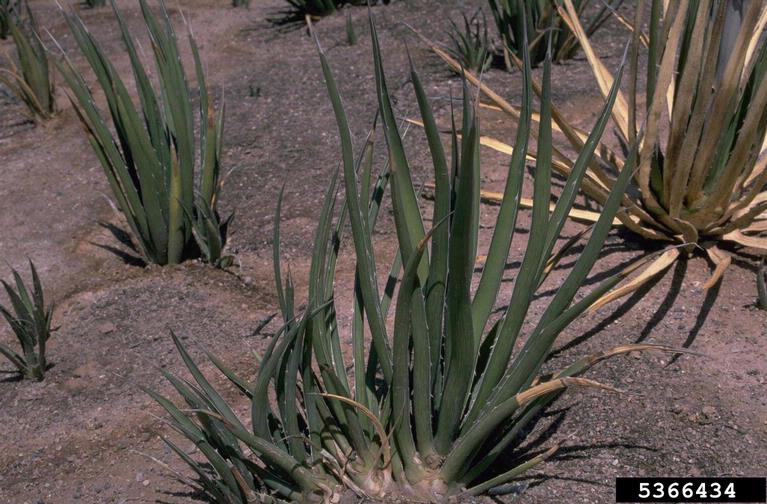 agave (Genus Agave)