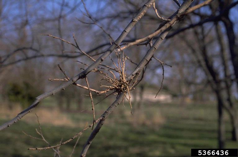 powdery mildew (Sphaerotheca phytoptophila)