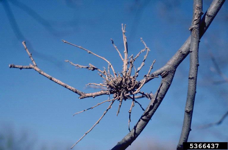 powdery mildew (Sphaerotheca phytoptophila Kellerm. & Swingle)