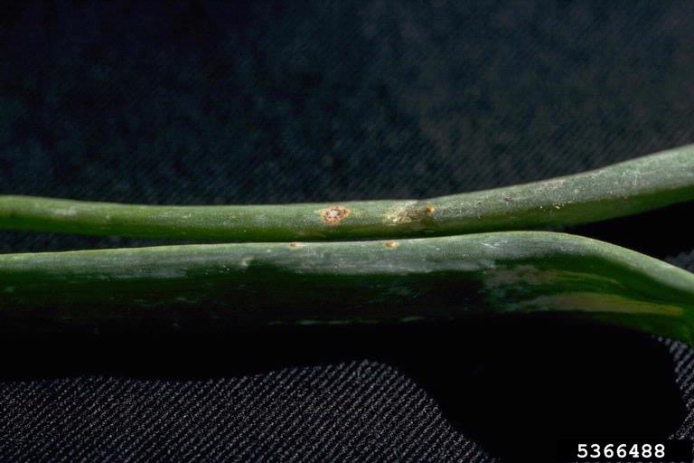 onion rust (Puccinia allii)