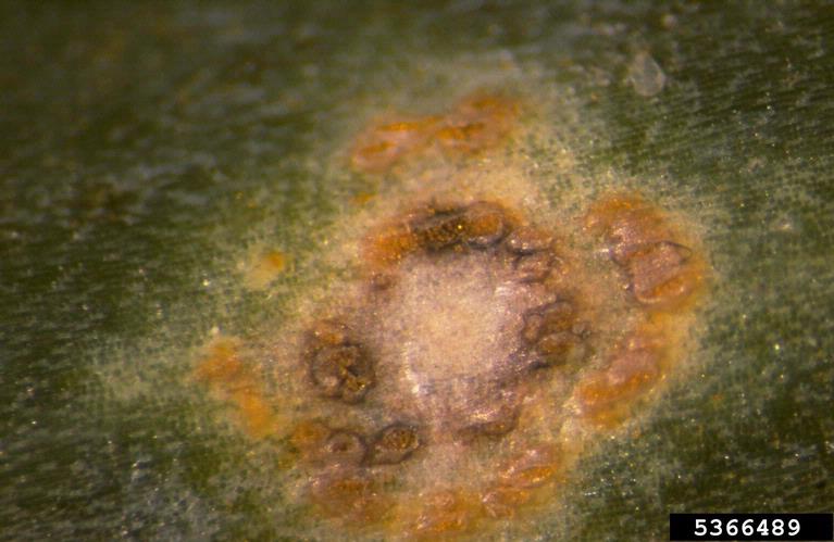 onion rust (Puccinia allii)