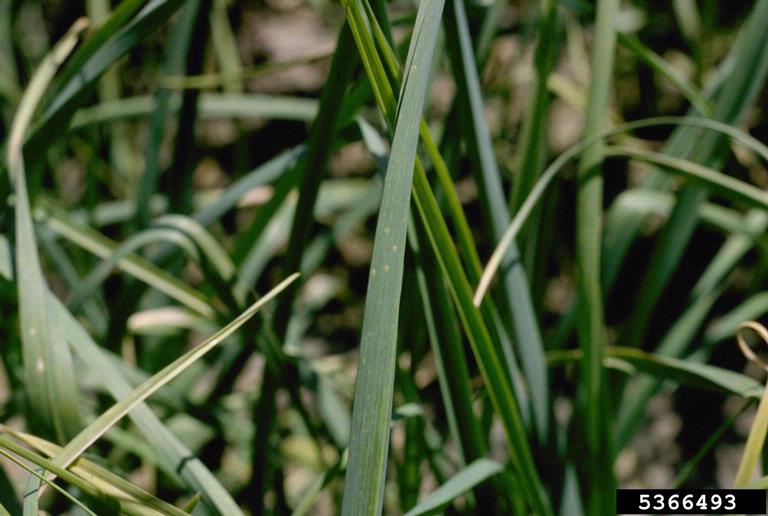 onion rust (Puccinia allii)