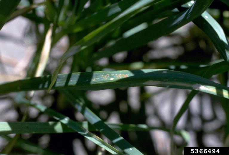 onion rust (Puccinia allii)