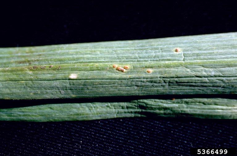 onion rust (Puccinia allii Castagne)