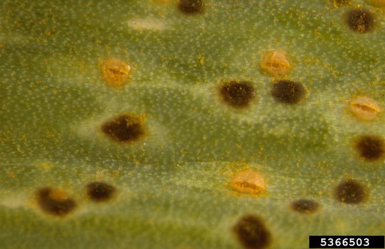 onion rust (Puccinia allii)