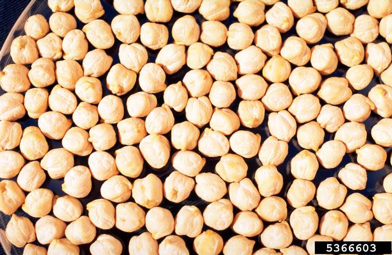 chickpea (Cicer arietinum L.)