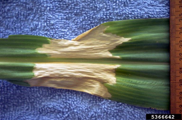 sunscald on corn (Zea mays ) - 5366642