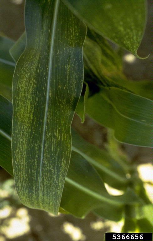 High Plains virus (HPV) (Uncharacterised virus High Plains virus)