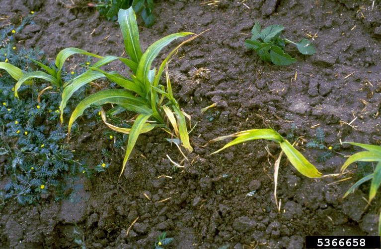 High Plains virus (HPV) (Uncharacterised virus High Plains virus)