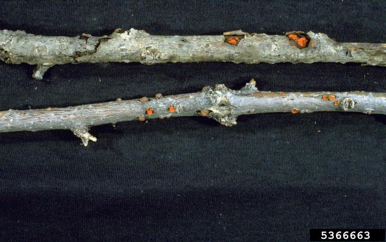 Endothia fungus (Endothia singularis (Syd. & P. Syd.) Shear & N.E. Stevens)