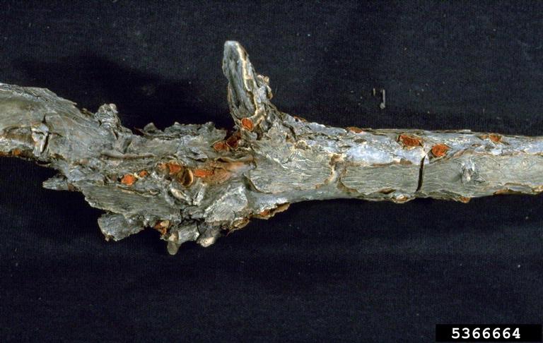 Endothia fungus (Endothia singularis)