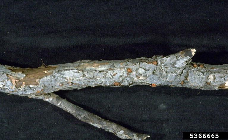 Endothia fungus (Endothia singularis (Syd. & P. Syd.) Shear & N.E. Stevens)