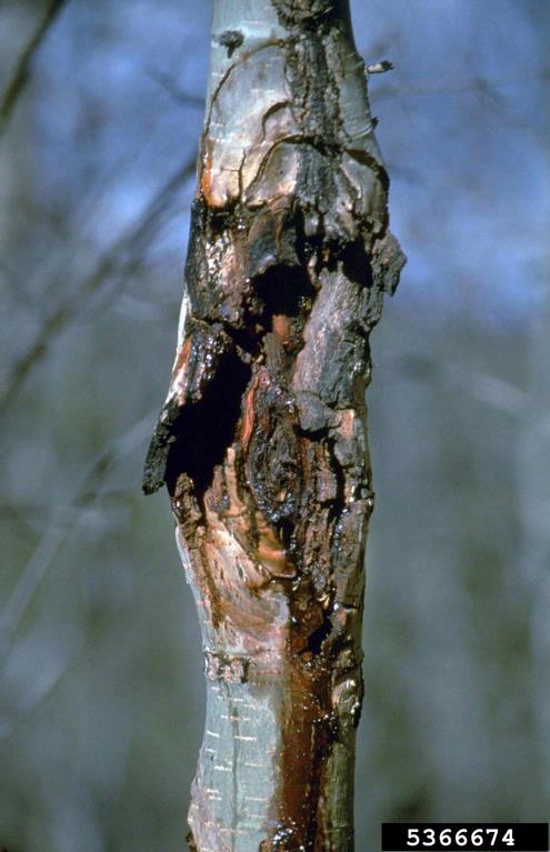 Ceratocystis canker - stain of sycamore (Ceratocystis fimbriata f.sp ...