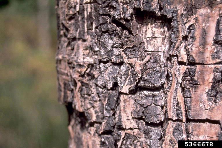 Hypoxylon canker of aspen (Entoleuca mammata (Wahlenb.) J.D. Rogers & Y ...