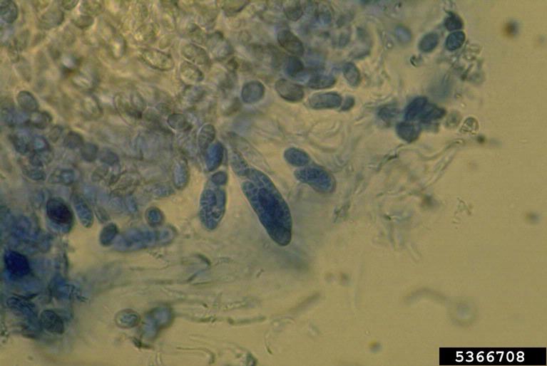 Thyronectria canker (Thyronectria austroamericana)