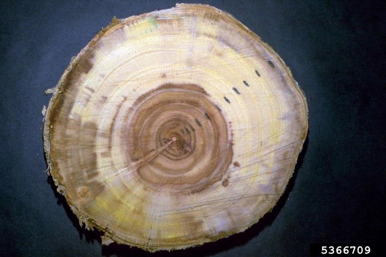 Thyronectria canker (Thyronectria austroamericana (Speg.) Seeler)