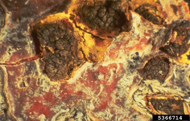 Thyronectria canker (Thyronectria austroamericana)