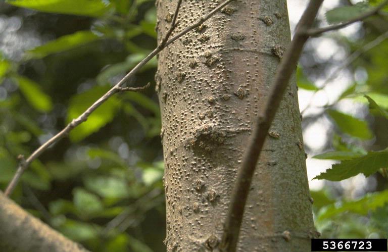 Cytospora cankers (Genus Cytospora Ehrenb.)