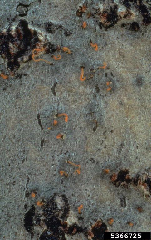 Cytospora cankers (Genus Cytospora Ehrenb.)