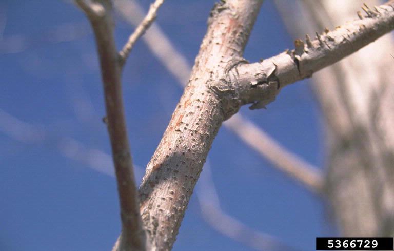 Cytospora cankers (Genus Cytospora Ehrenb.)