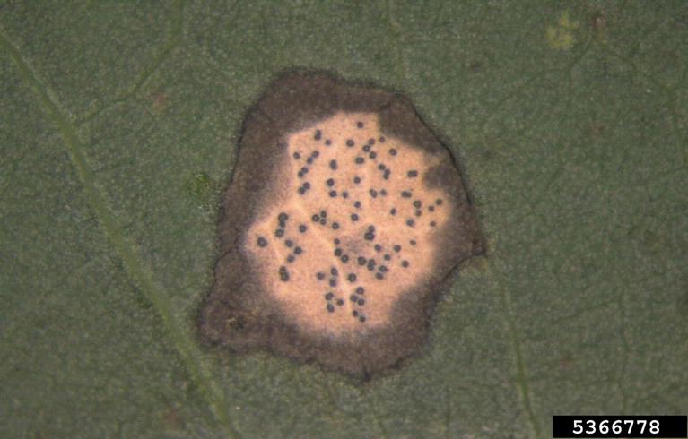 Mycosphaerella fungi (Genus Mycosphaerella Johanson)
