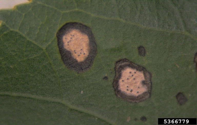 Mycosphaerella fungi (Genus Mycosphaerella Johanson)