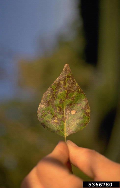 Mycosphaerella fungi (Genus Mycosphaerella)