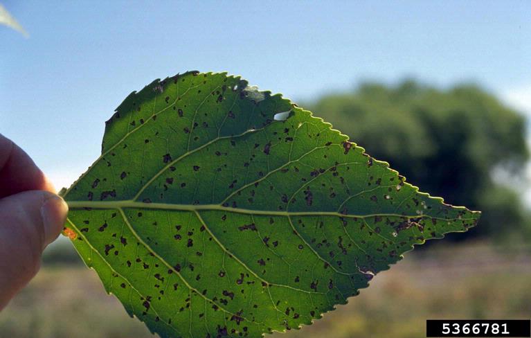 Mycosphaerella fungi (Genus Mycosphaerella)