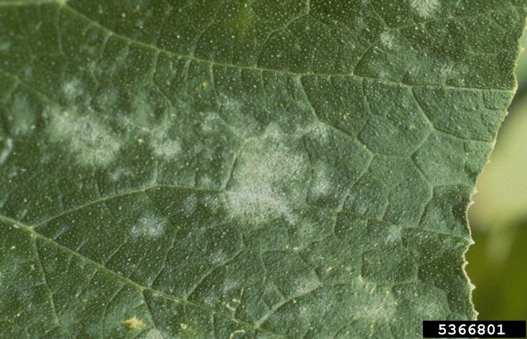 powdery mildew (Erysiphe syringae)