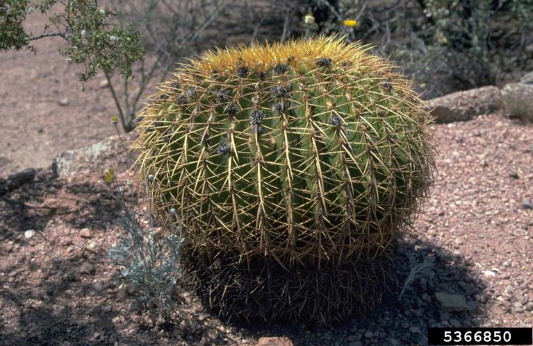 barrel cactus (Genus Ferocactus Britt. & Rose)