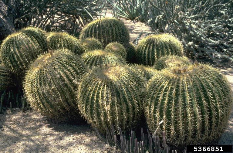 barrel cactus (Genus Ferocactus)