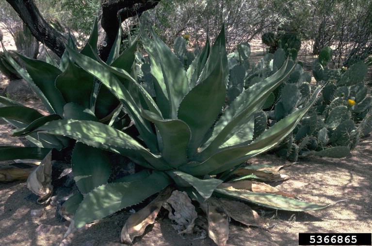 agave (Genus Agave)